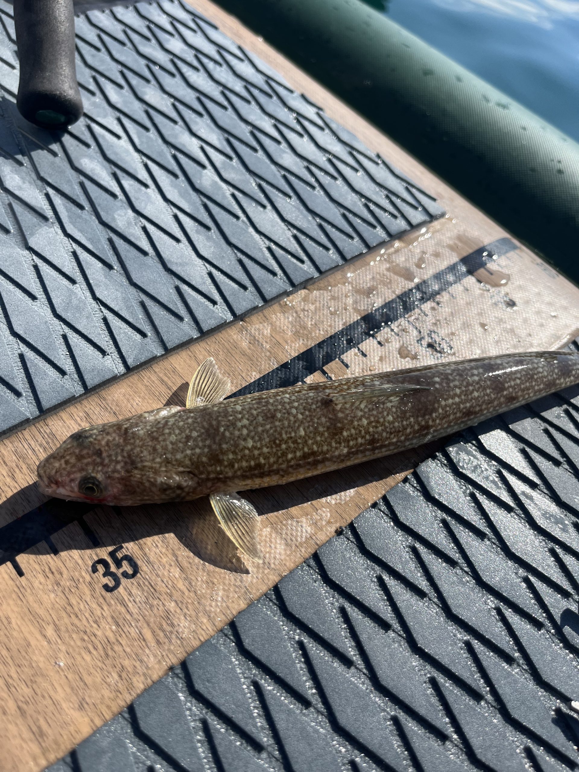 【釣りもち】SUPフィッシングday | ハヤブサLady 隼華-HAYAKA-